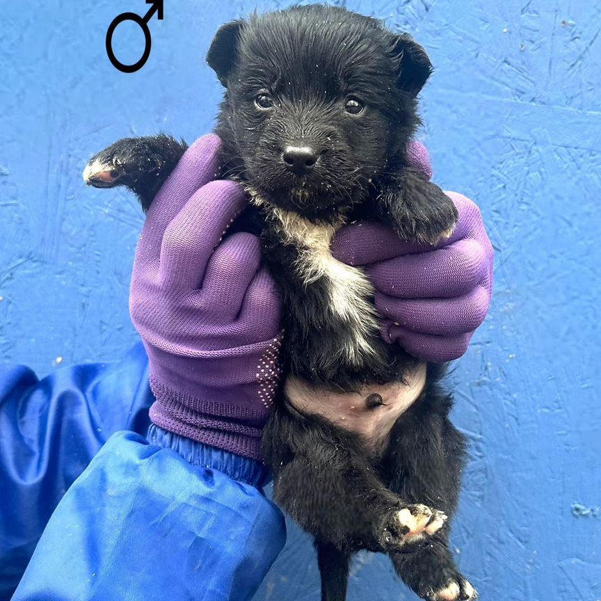 Щенок в добрые руки