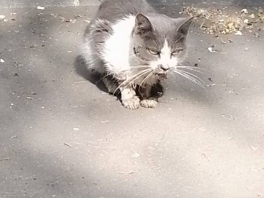 Котик в беде