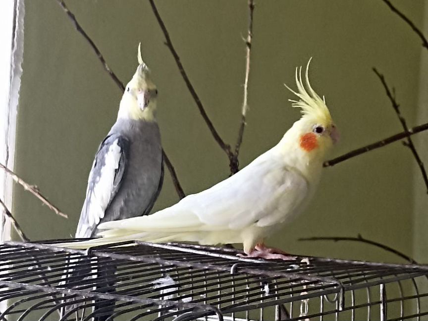 Попугаи корелла с клеткой