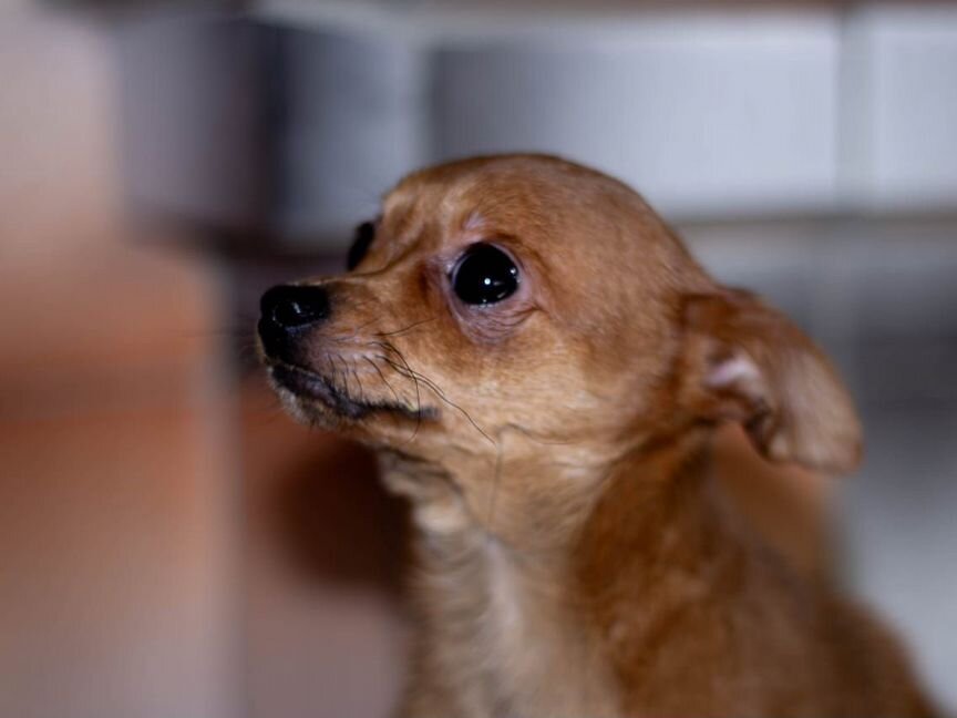 Щенок Русский той рыжий мальчик 3,5 месяца