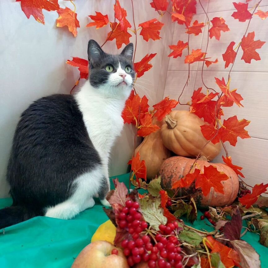 Дымка в дар