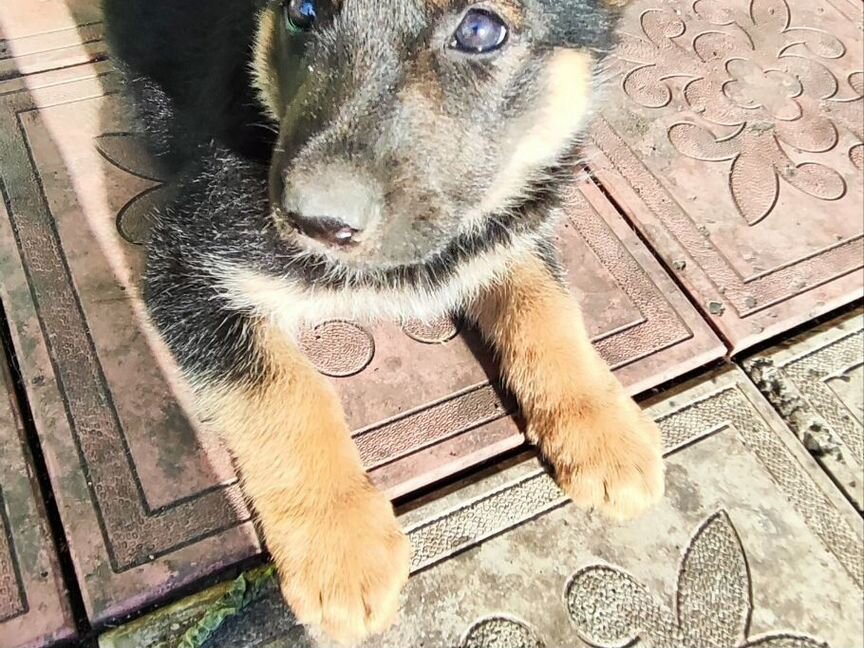 Черная немецкая овчарка