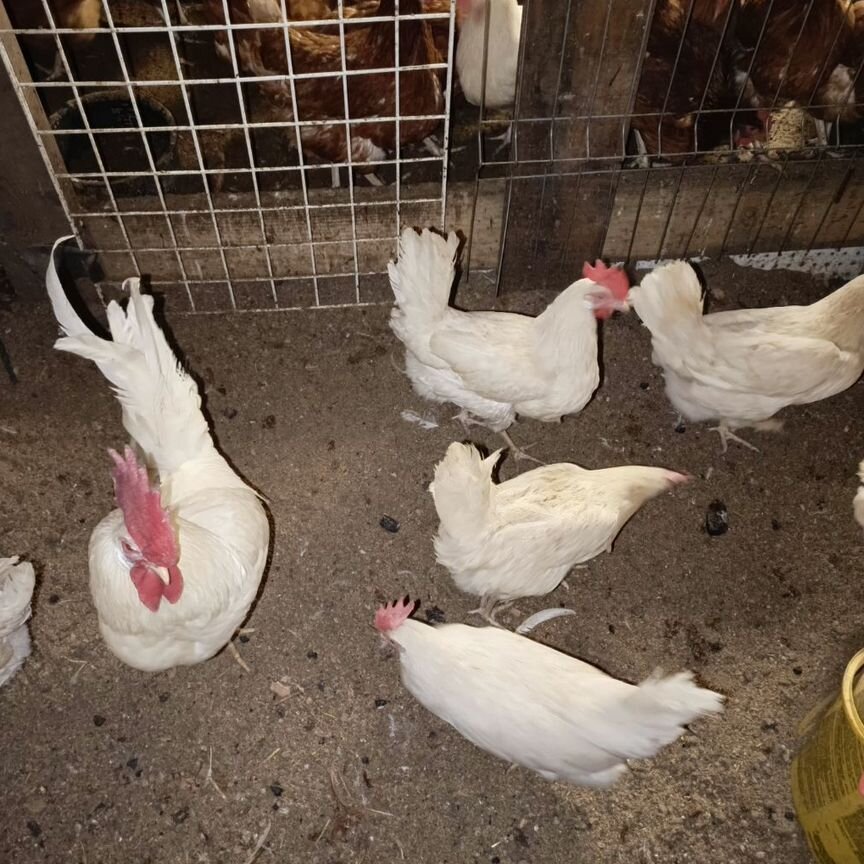 Инкубационное яйцо Леггорн