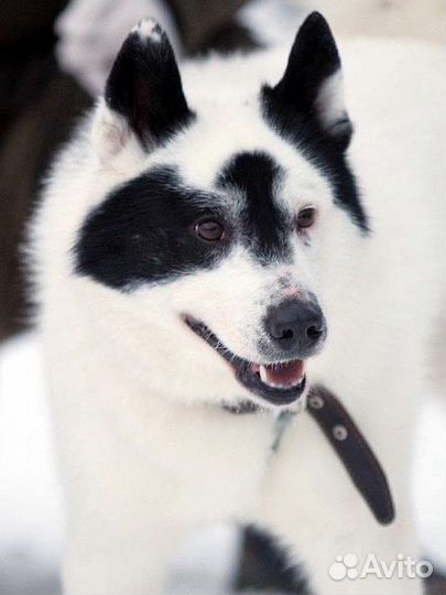 Русско европейская лайка