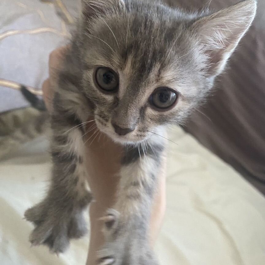 Котик, 1.5 месяца