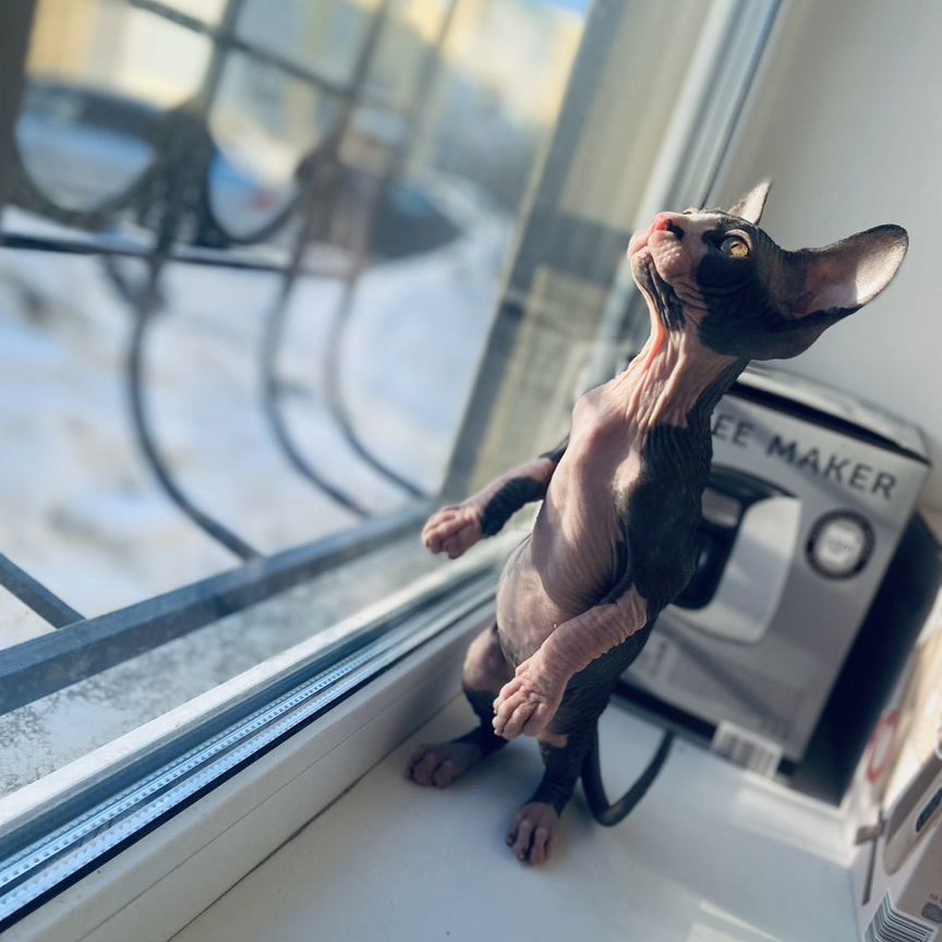 Канадский сфинкс котёнок