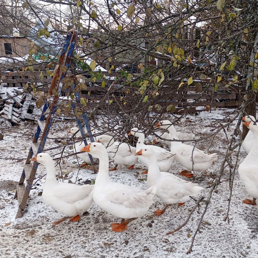 Гуси, племенное стадо