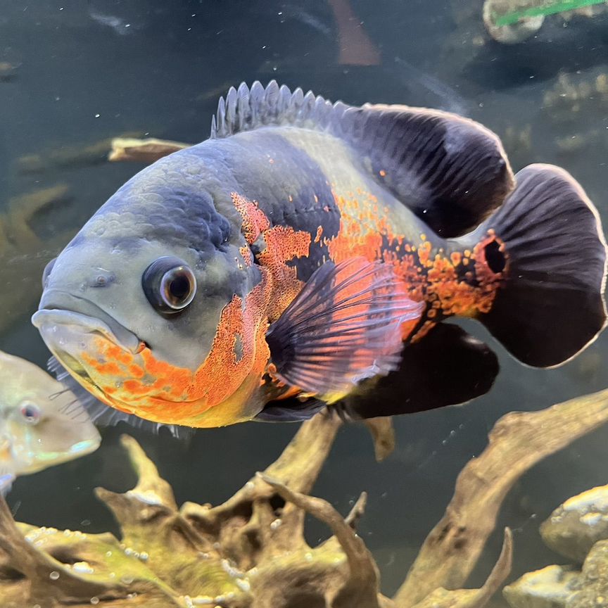 Астронотус тигровый