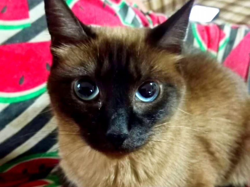 Сиамская кошка закрыта в доме, ищем хозяев