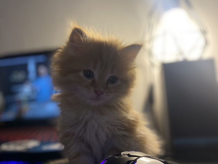 Продам рыжее чудо