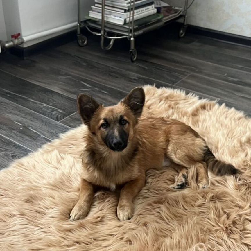 Потерялась собачка звать Жора