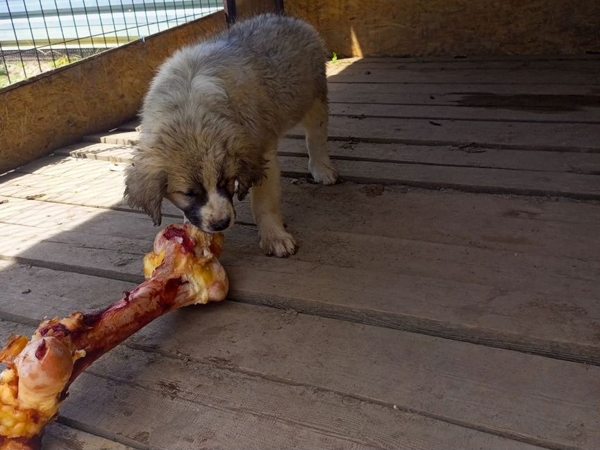 Московская сторожевая