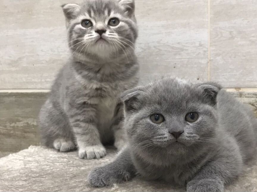 Британские котята