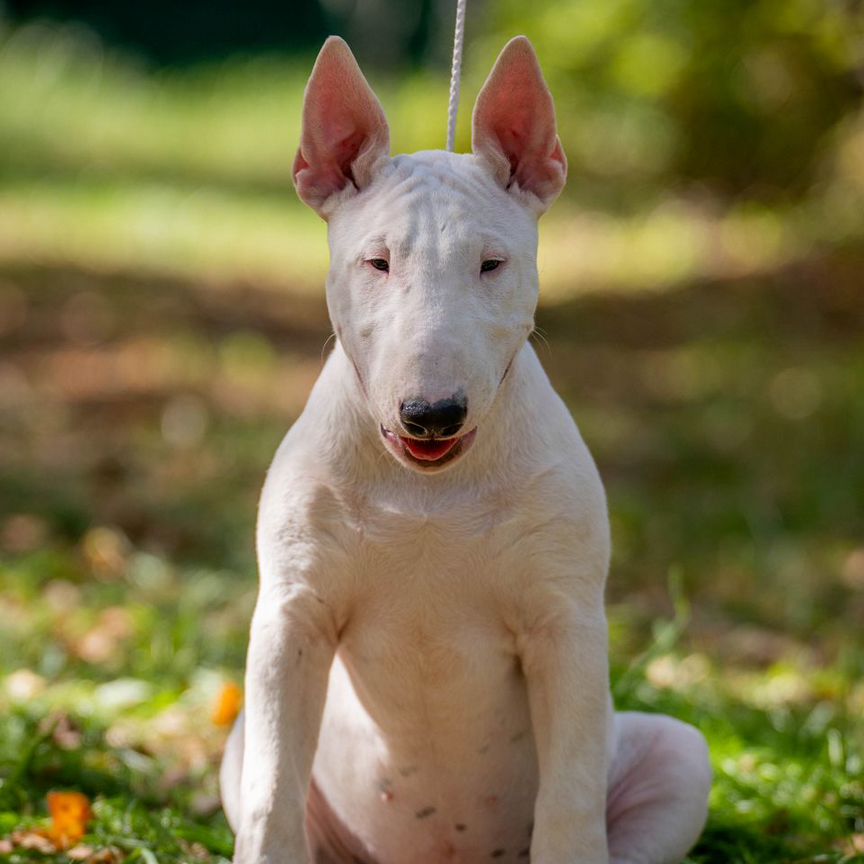 Щенки стандартного бультерьера