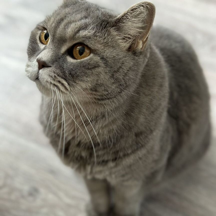 Кошки в добрые руки бесплатно