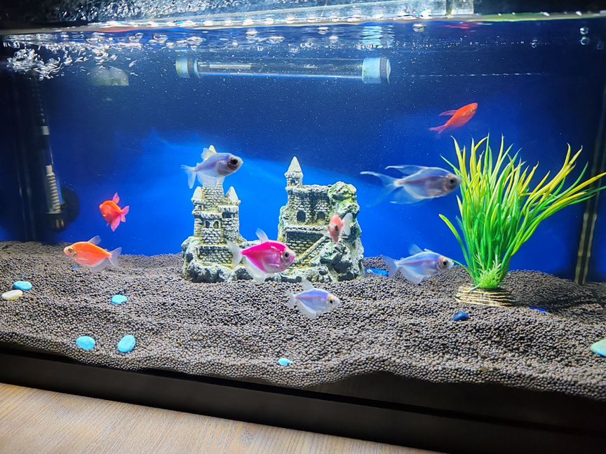 Аквариум с рыбками