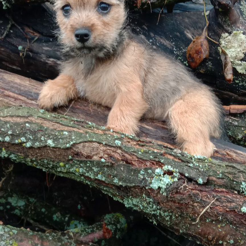 Сука норвич - терьера