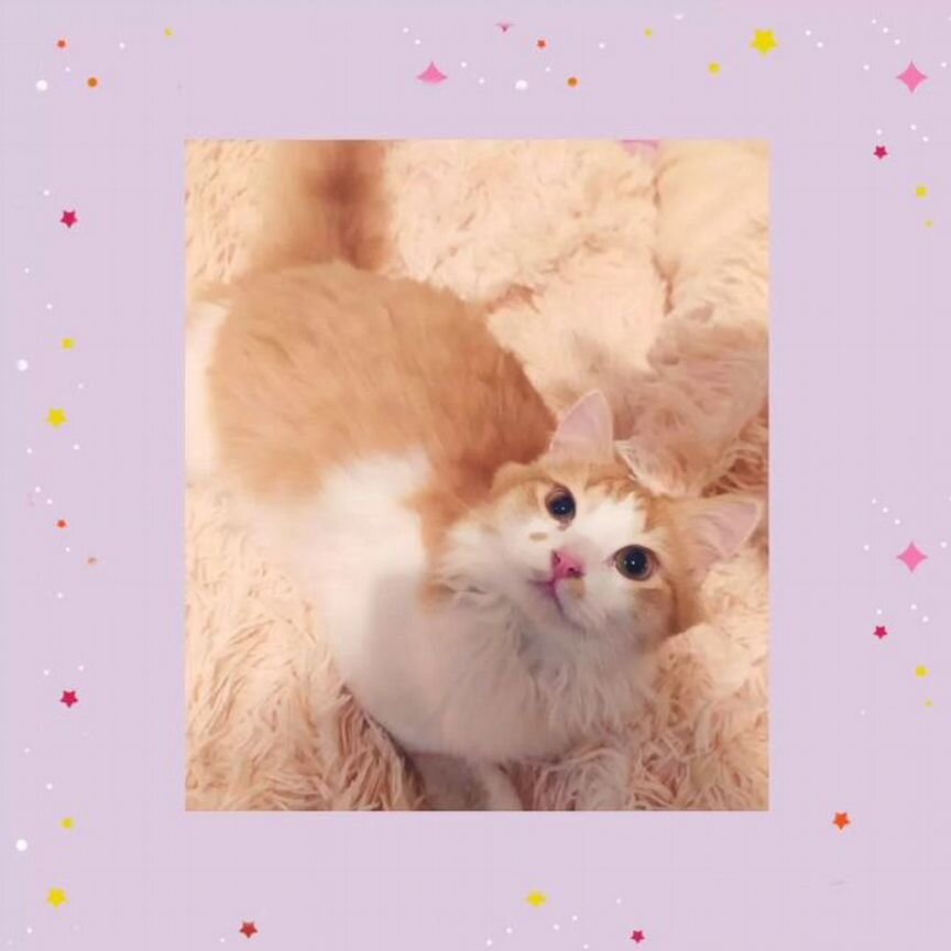 Рыжий котенок Риччи, доставка