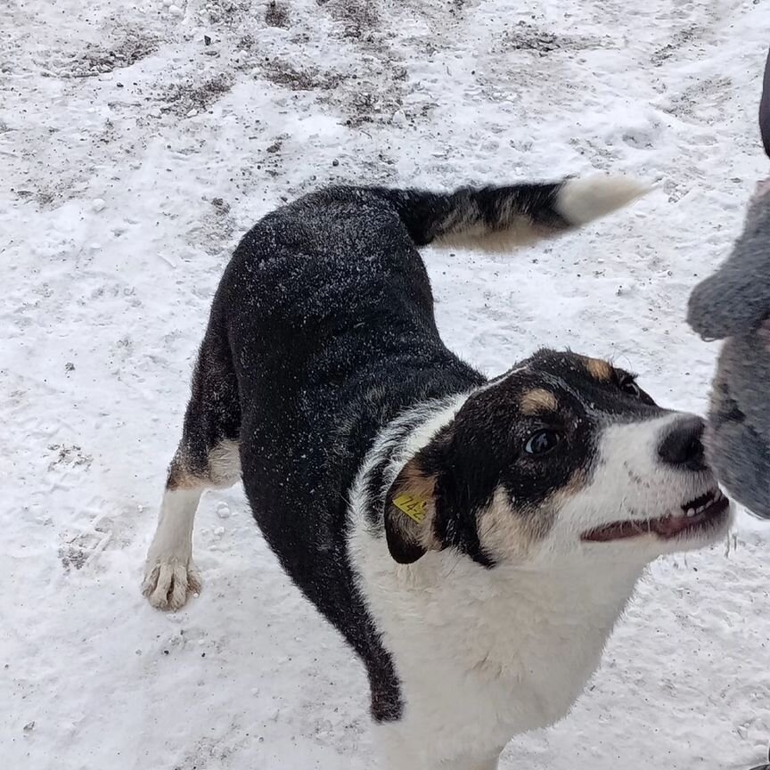 Щенок в добрые руки