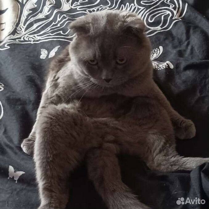 Шотландский кот вязка