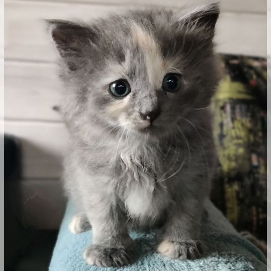 Кошка Тучка ищет дом