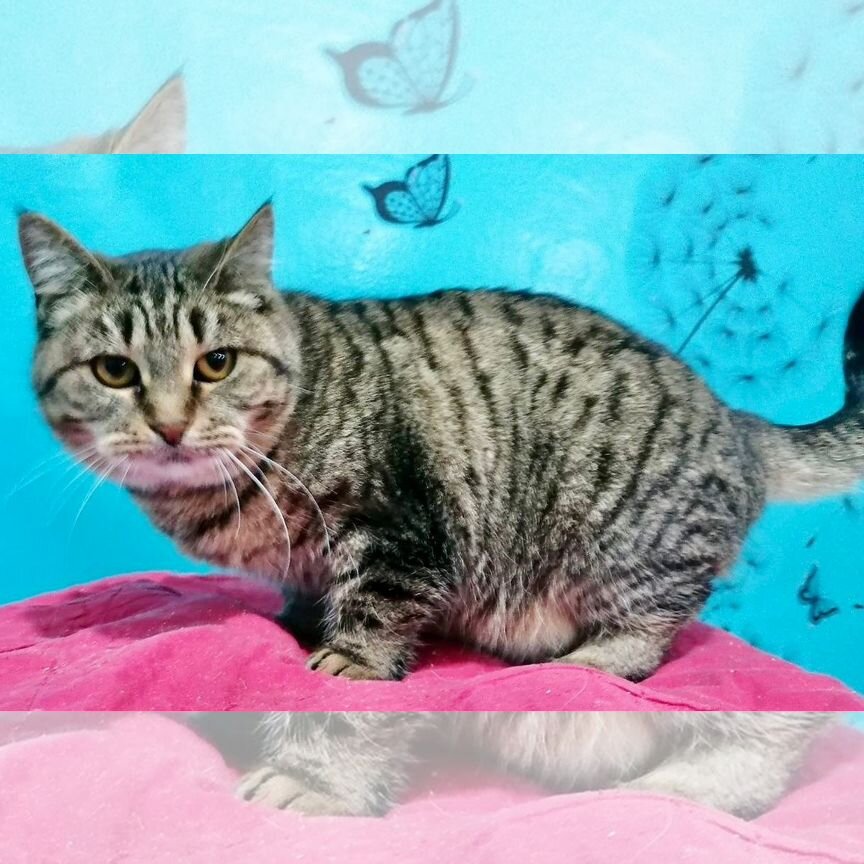 Европейская короткошёрстная, взрослая кошка