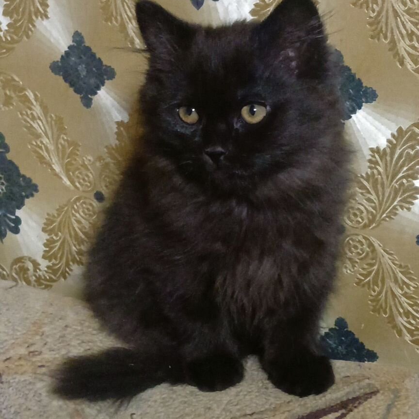 Кошки в добрые руки