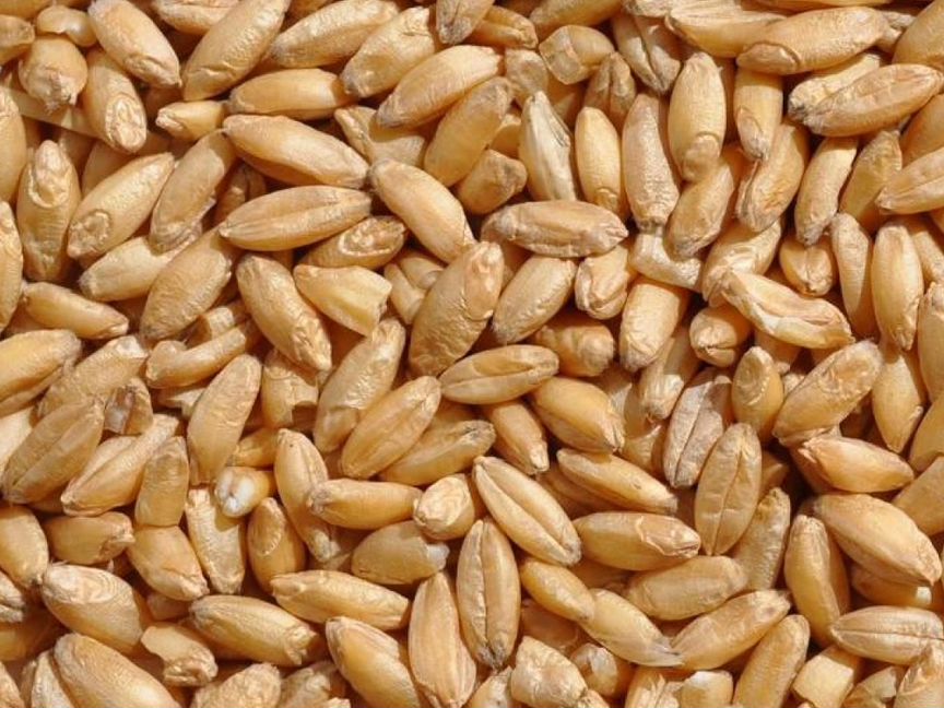 Продается пшеница