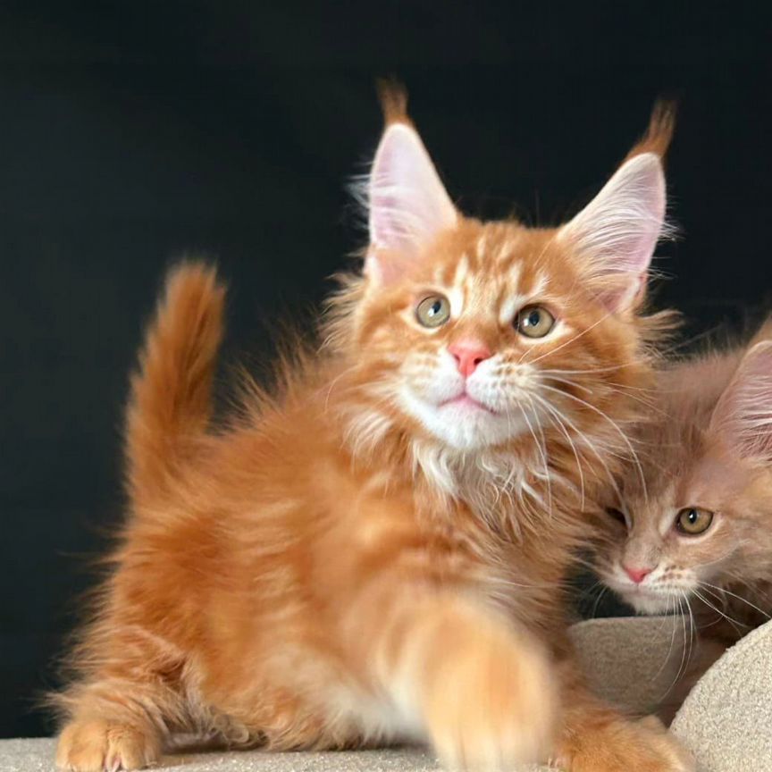 Мейн-кун котёнок