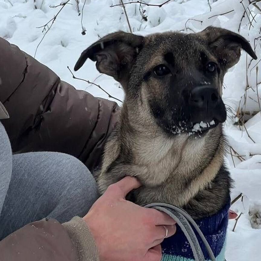 Щенок в добрые руки