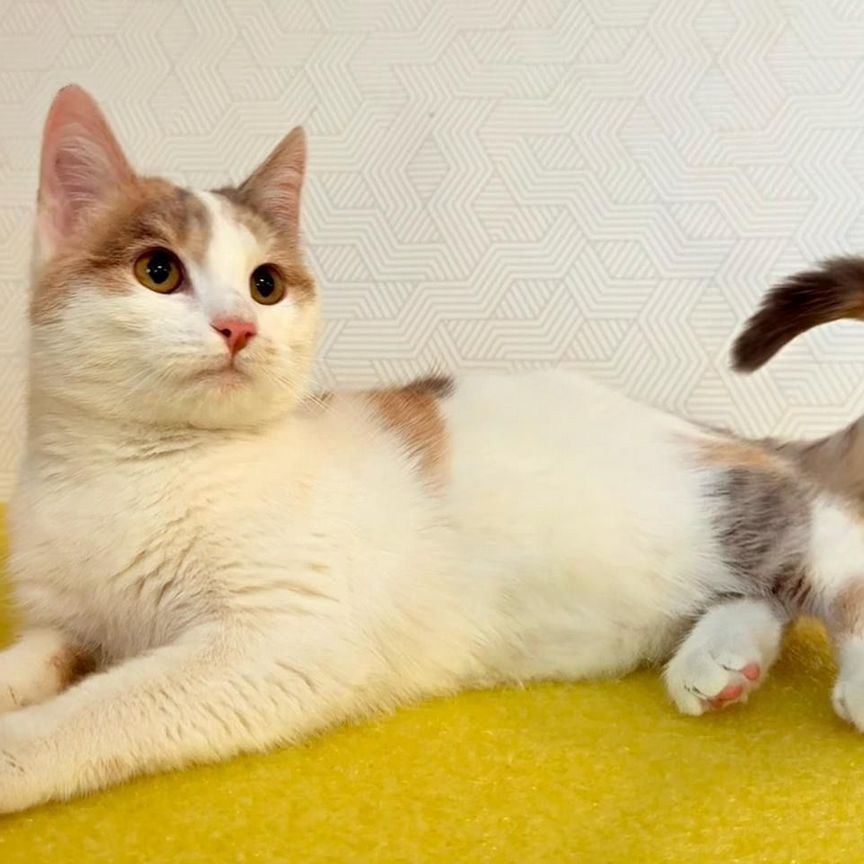 Белая котенок в дар