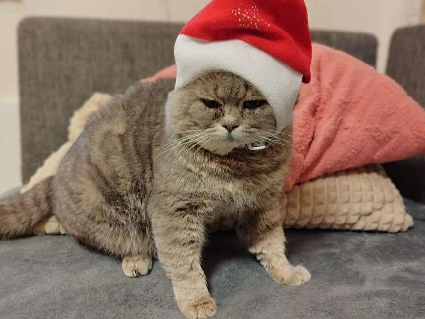 Шотландская прямоухая