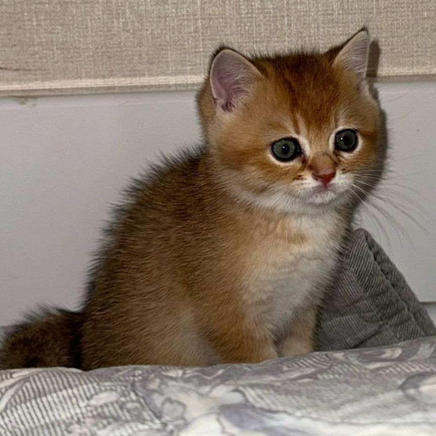 Котята золотая шиншилла