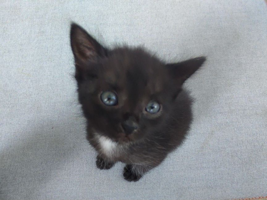 Котенок мальчик черный с пятном