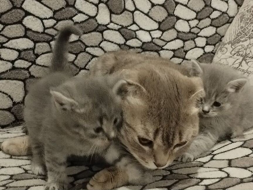 Шотландская вислоухая кошка