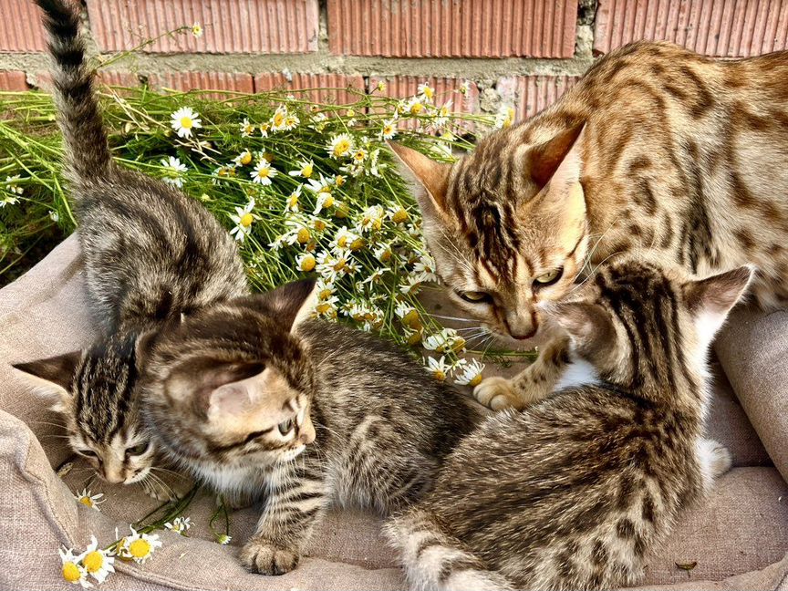 Бенгальские котята