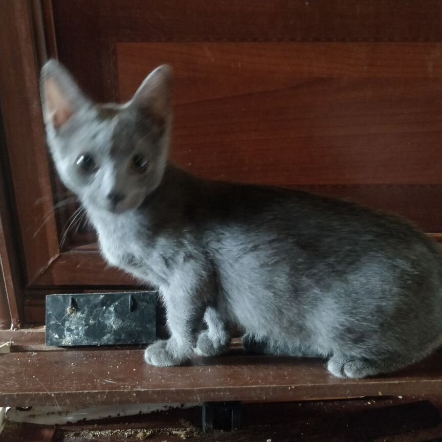 Котенок