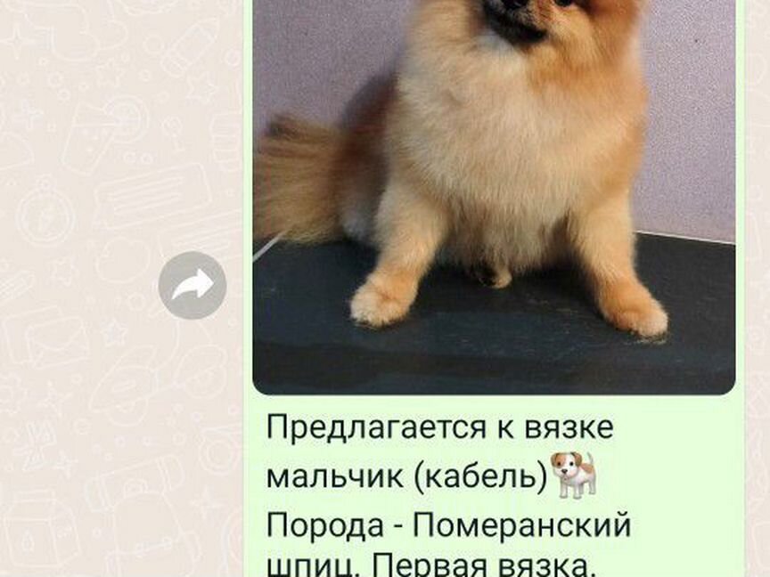 Померанский шпиц