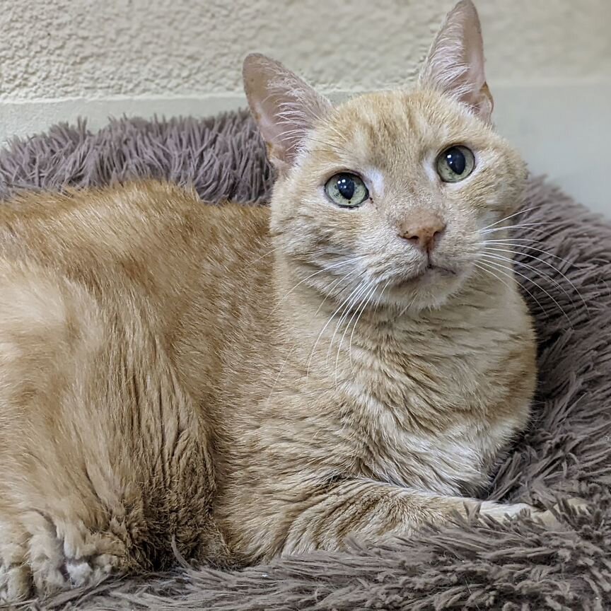 Котище ищет дом