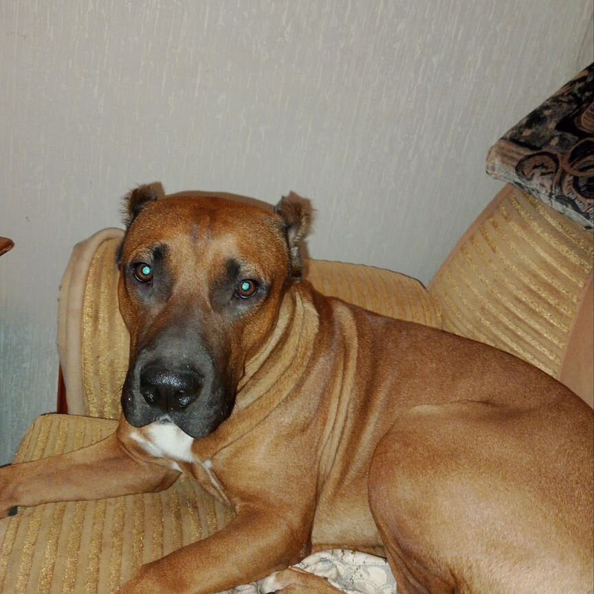 Американский стаффордширский терьер