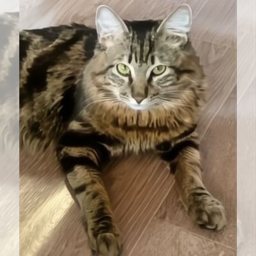 Американский бобтейл короткошёрстный, взрослый кот