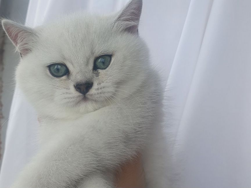 Британские котята серебристая шиншилла