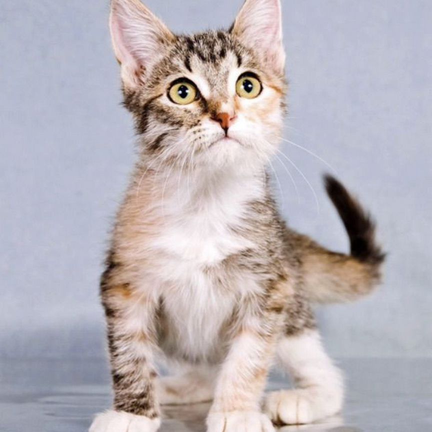 Алисонька. Ребенок растет в клетке. Котенок в дар