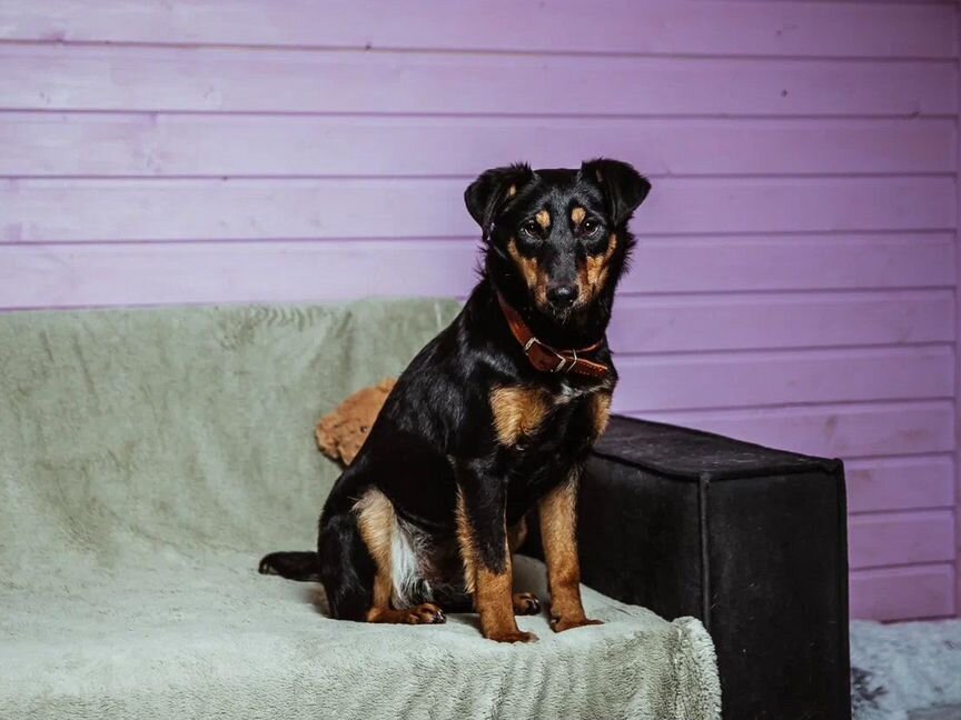 Маленькая собака в добрые руки