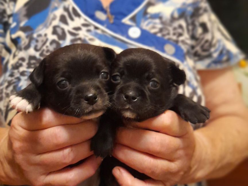 Щенки Чихуахуа