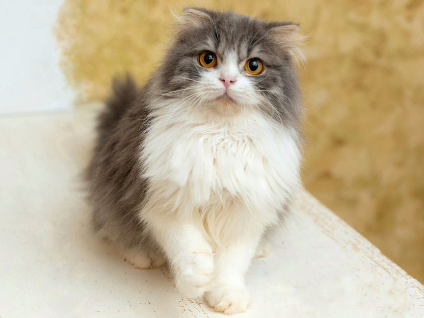 Шотландский кот кастрат Ванюшка