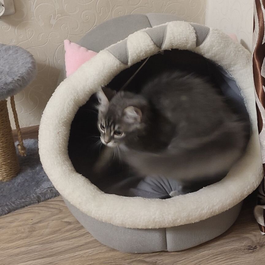 Домашние животные котята