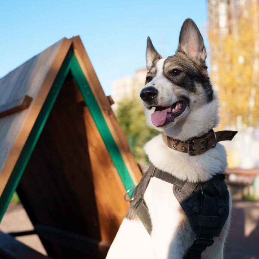 Милка - ритм жизни в любящую семью