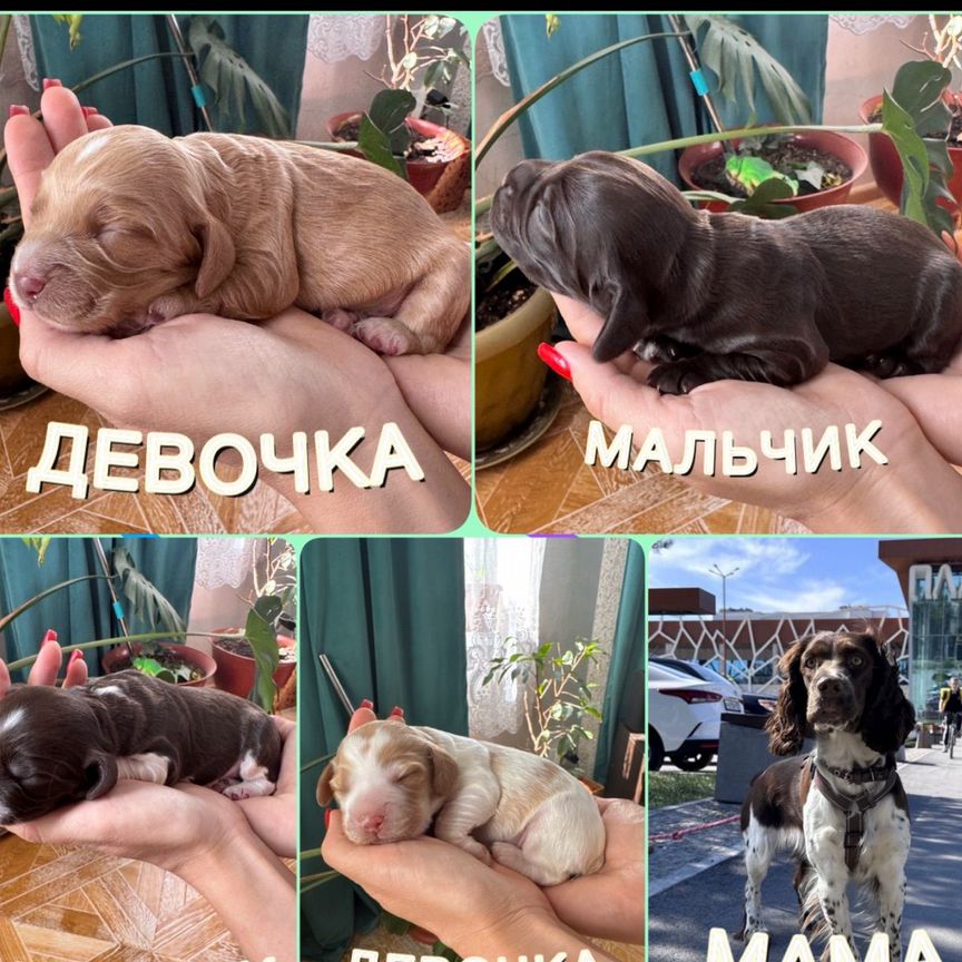 Русский охотничий спаниель, щенок