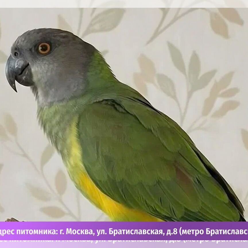 Попугай Сенегальский